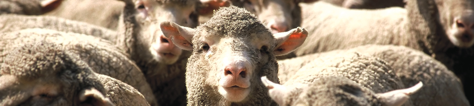 Agrihealth – Animal Health & Equipment Wholesaler | Veterinary and Laboratory Services