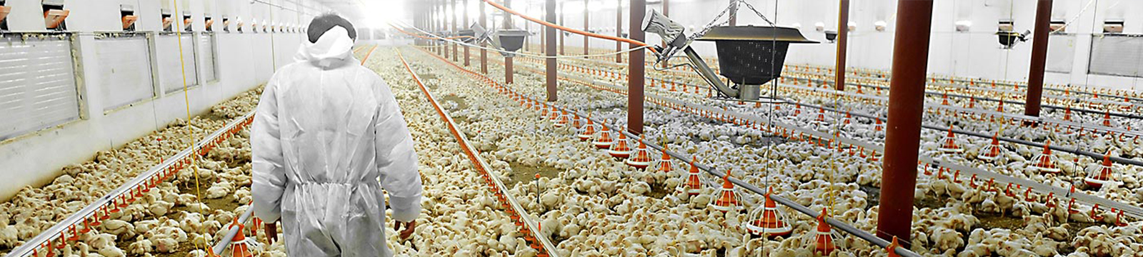 Agrihealth – Animal Health & Equipment Wholesaler | Veterinary and Laboratory Services